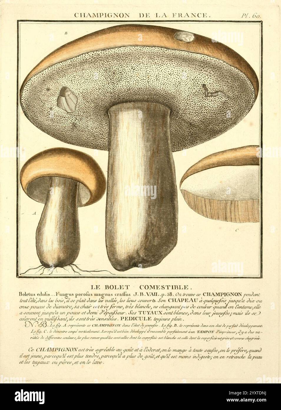 Herbier de la France, Paris, Chez l'auteur, Didot, Debure, Belin, 1780 ...
