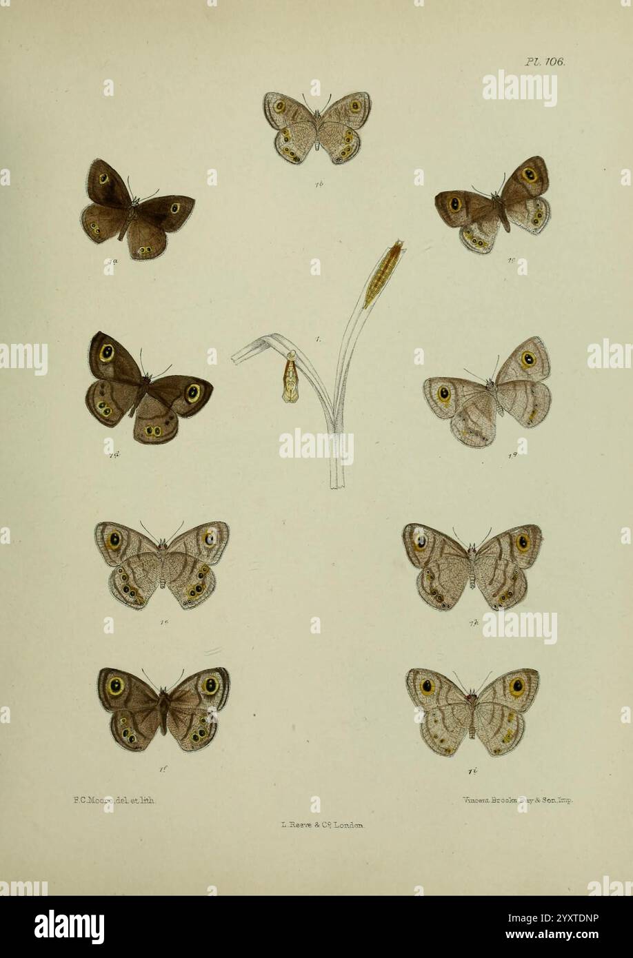 Another five butterflies hi-res stock photography and images - Alamy