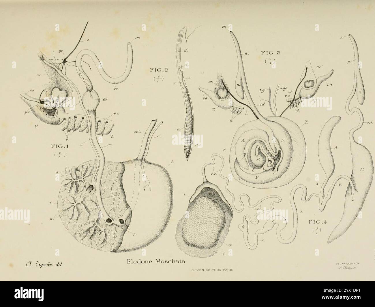 1890 anatomy worms hi-res stock photography and images - Alamy
