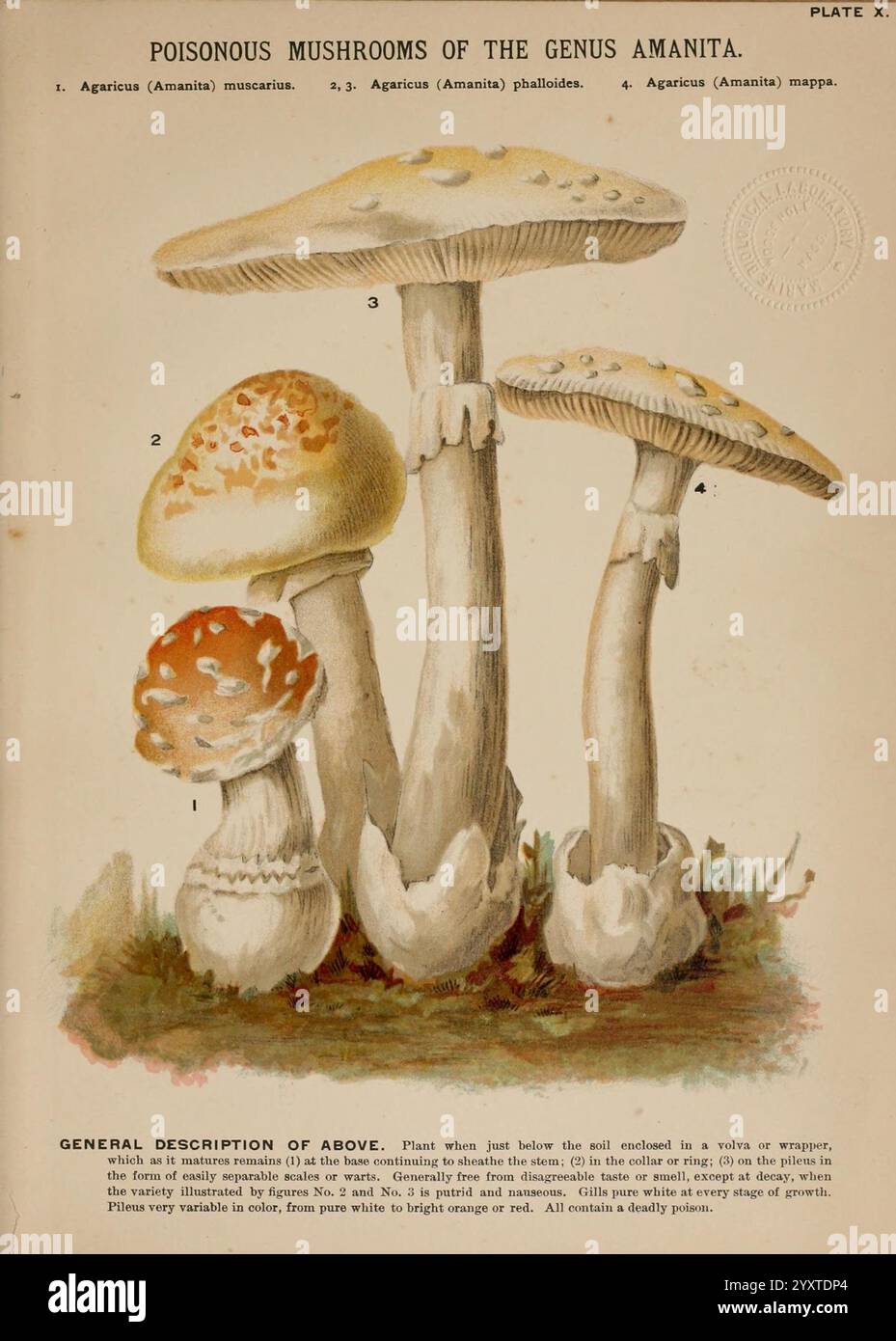 Mushrooms of America, Boston, L. Prang & Co. [1885], mushrooms, cookery ...