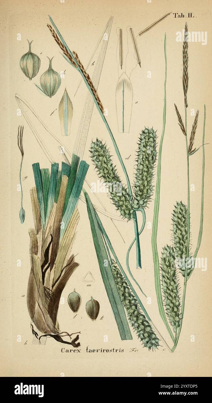 Root system depicted hi-res stock photography and images - Alamy