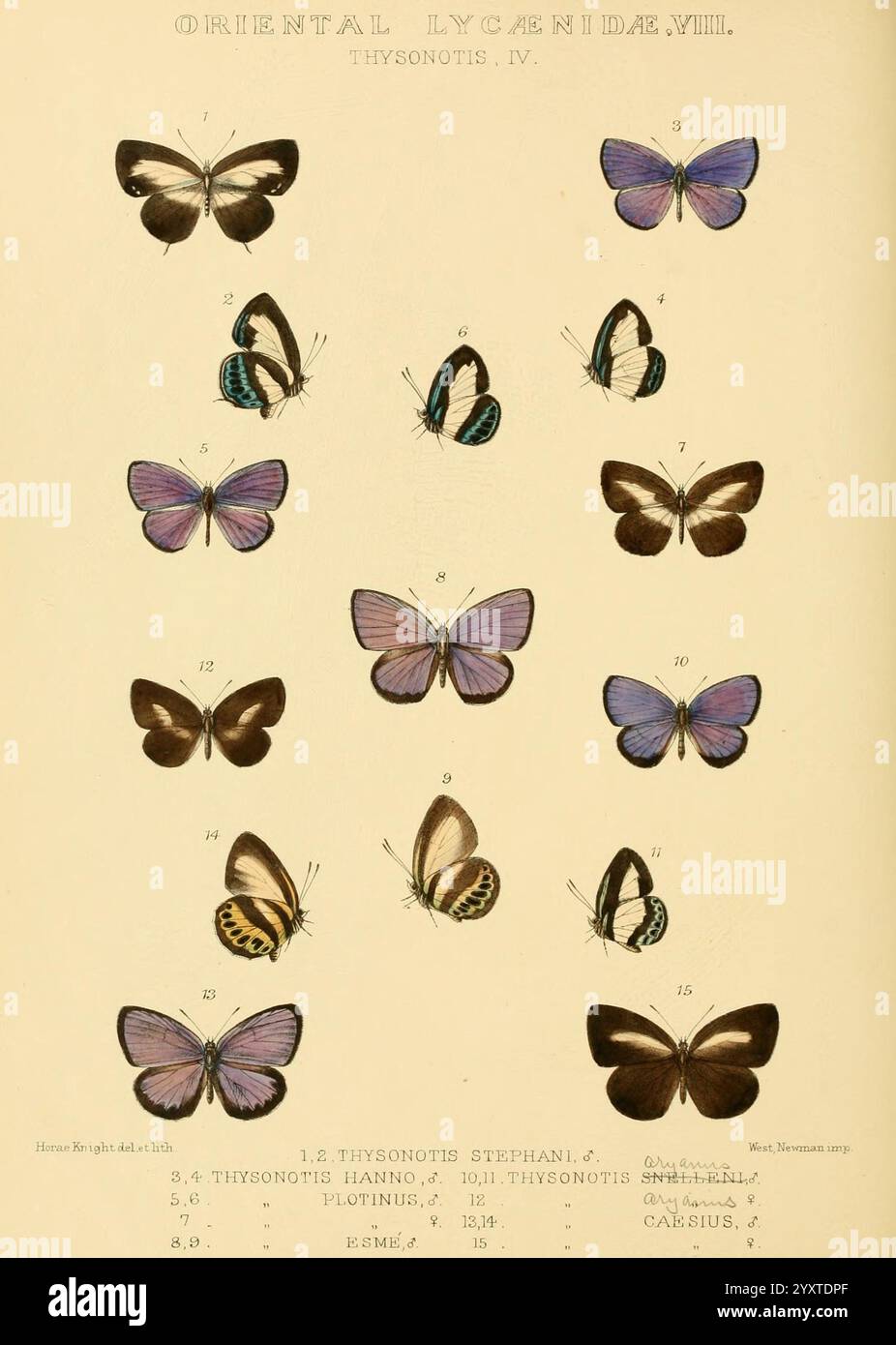 Display highlights distinct variations hi-res stock photography and ...