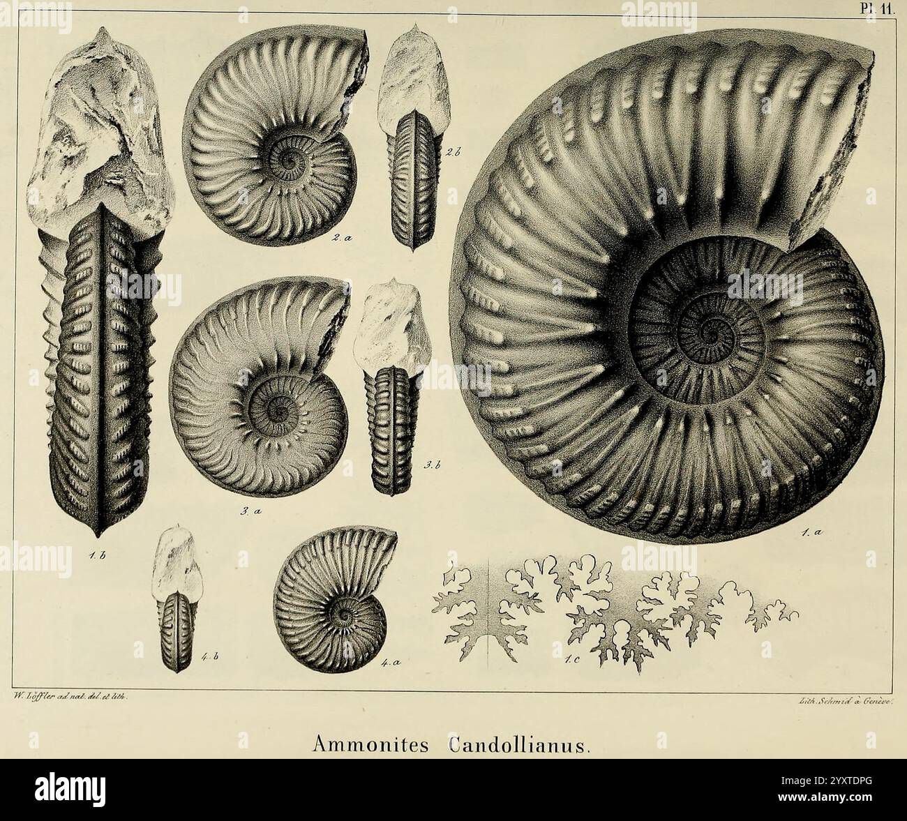 Ammonite morphology hi-res stock photography and images - Alamy