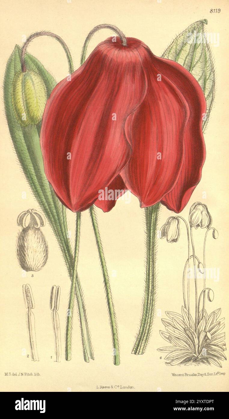 Curtis's Botanical Magazine London New York botany periodicals ...