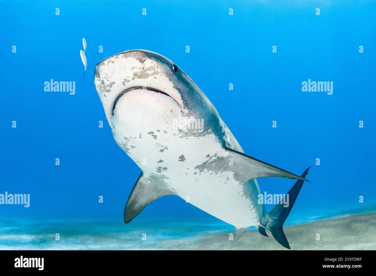 tiger shark, Galeocerdo cuvier, with juvenile bar jack, Caranx ruber ...