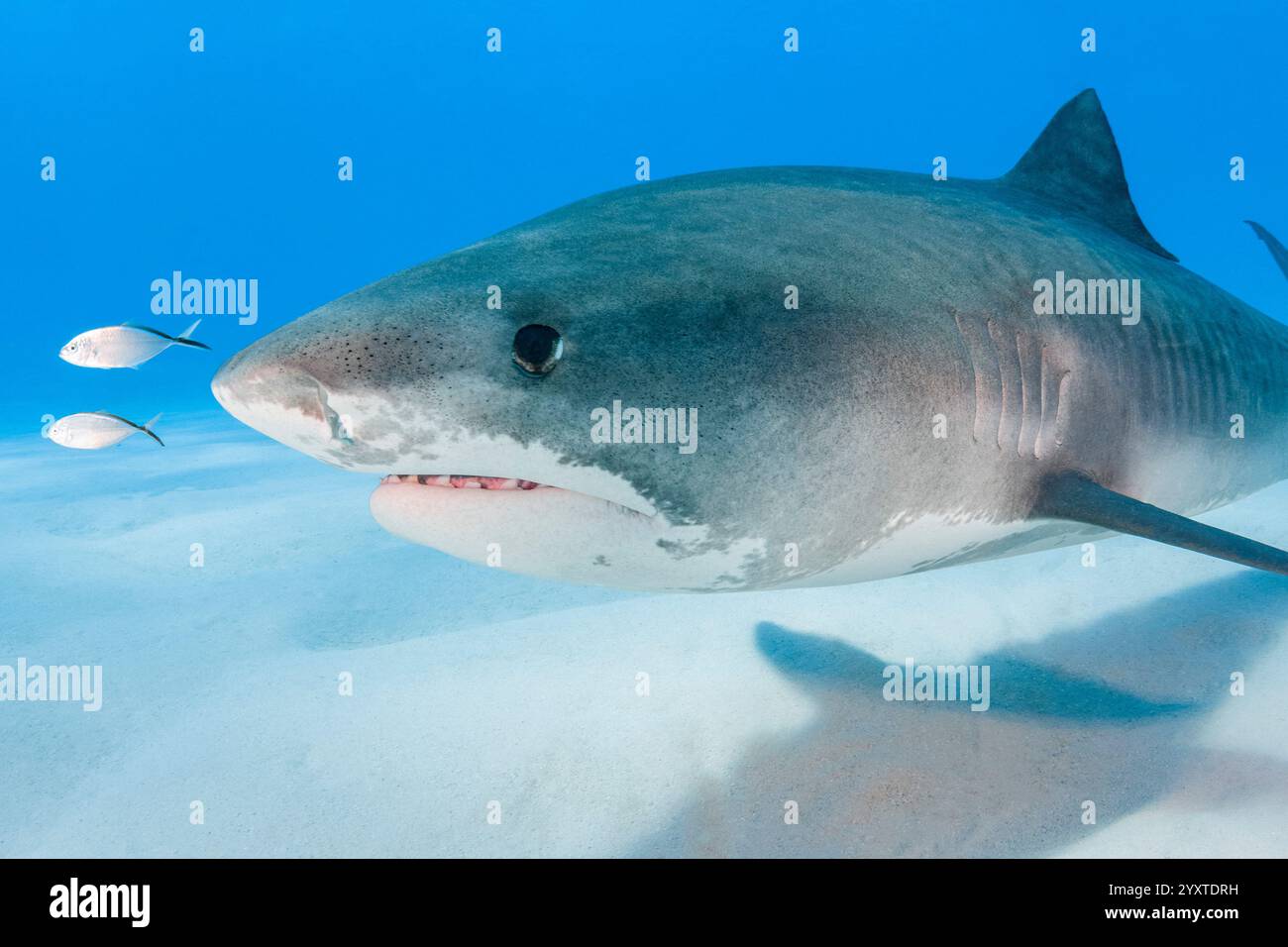 tiger shark, Galeocerdo cuvier, with juvenile bar jack, Caranx ruber ...