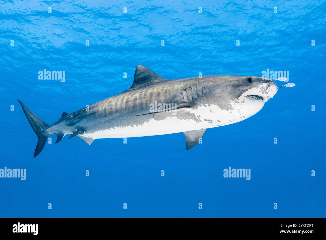 tiger shark, Galeocerdo cuvier, with juvenile bar jack, Caranx ruber ...