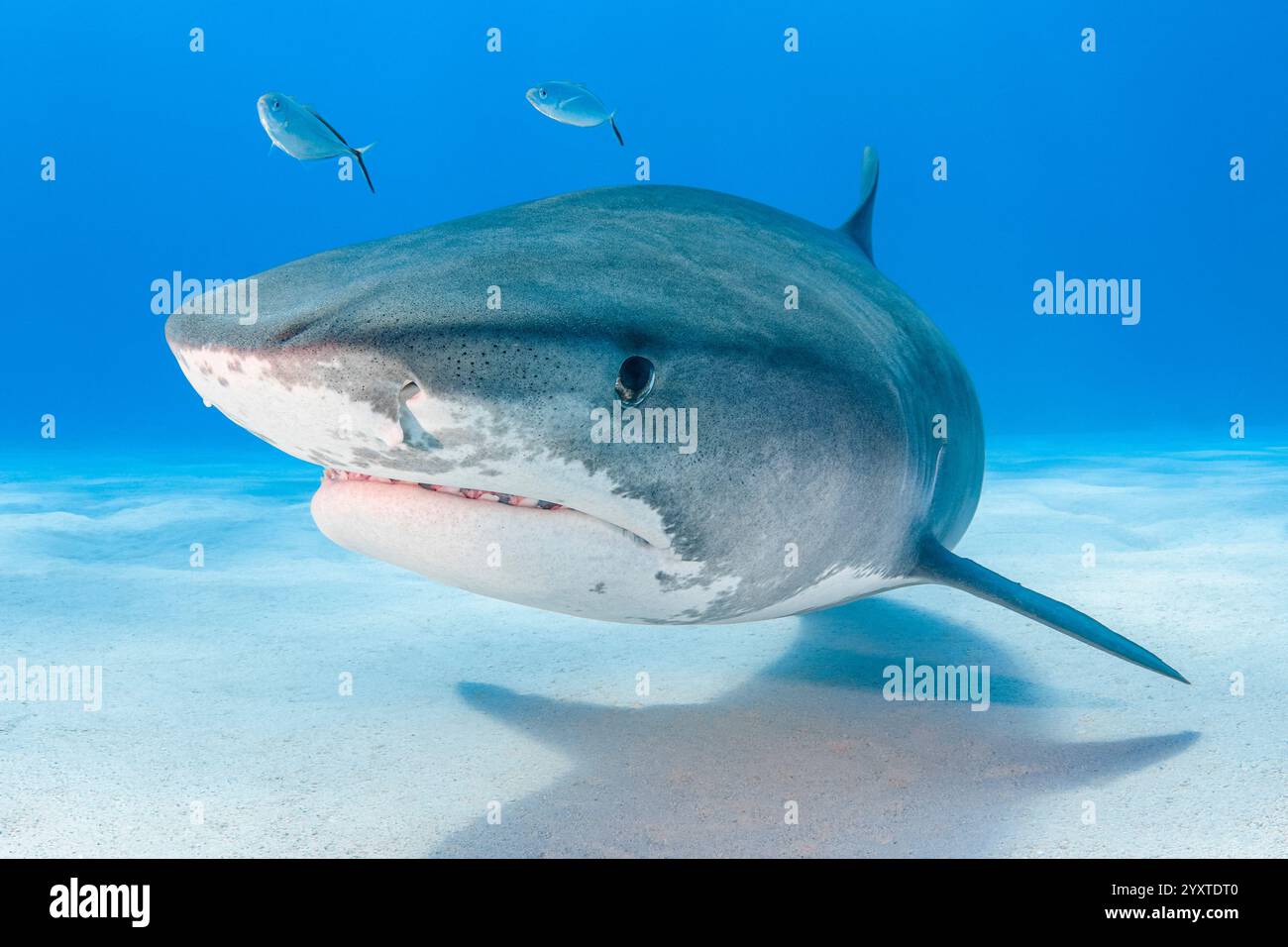 tiger shark, Galeocerdo cuvier, with juvenile bar jack, Caranx ruber ...