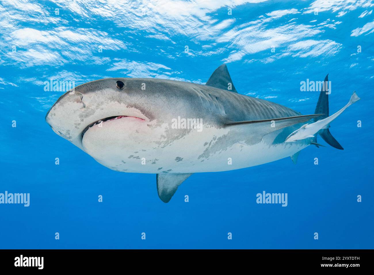 tiger shark, Galeocerdo cuvier, with slender sharksucker, Echeneis ...