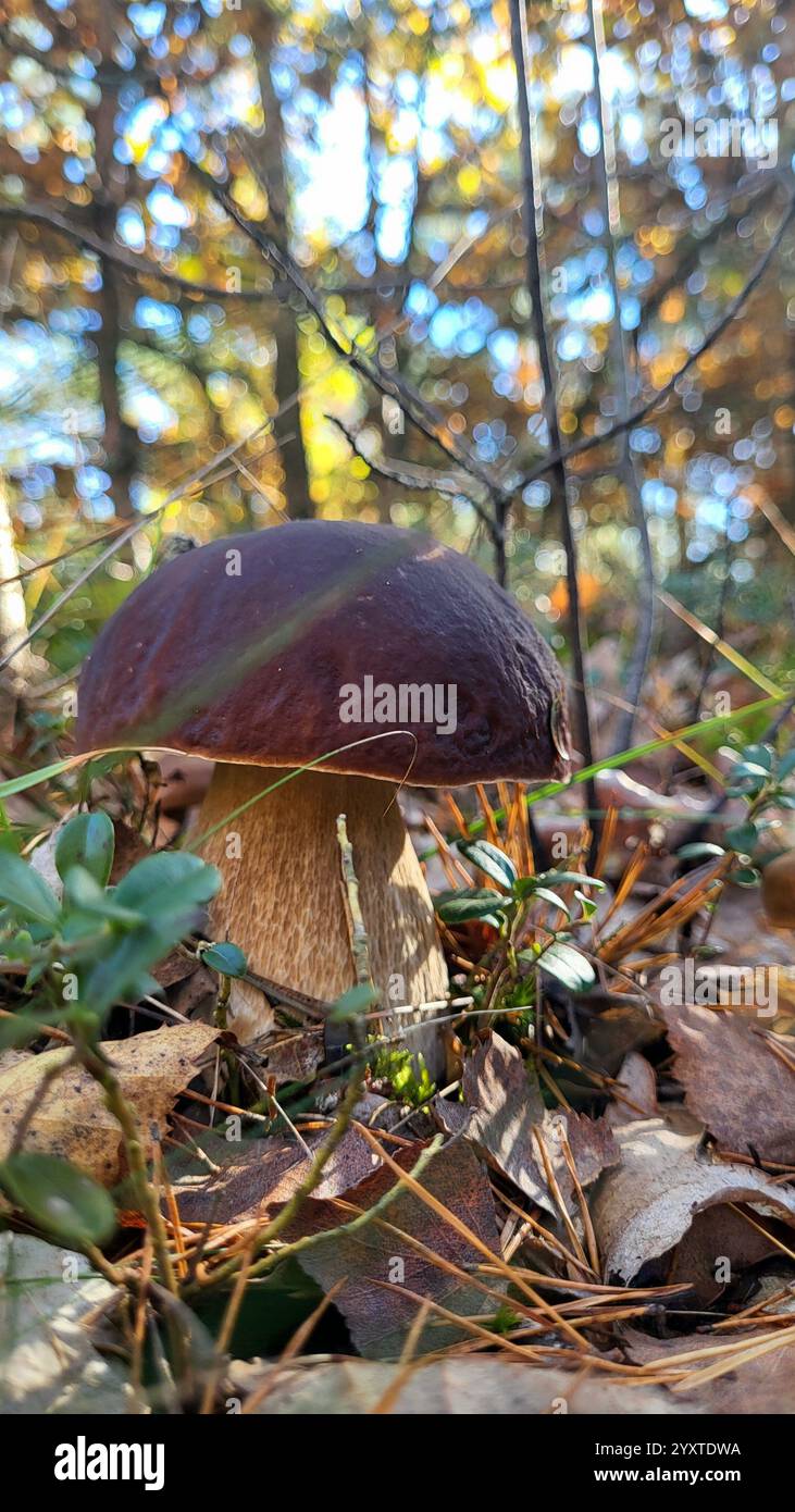 Porcini mushroom grows in hi-res stock photography and images - Alamy