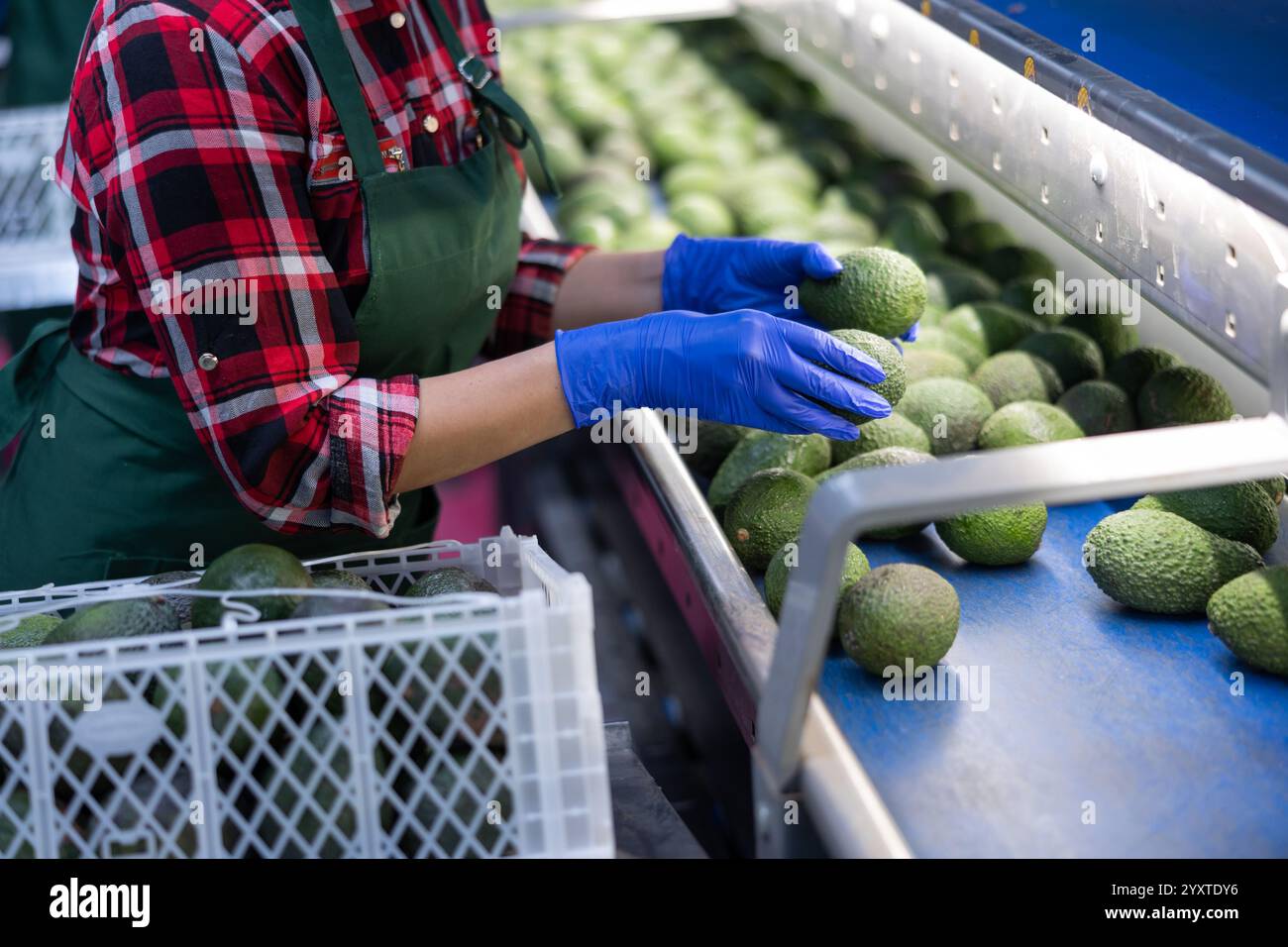 Fresh appetizing avocado running on rolling conveyor of production line ...