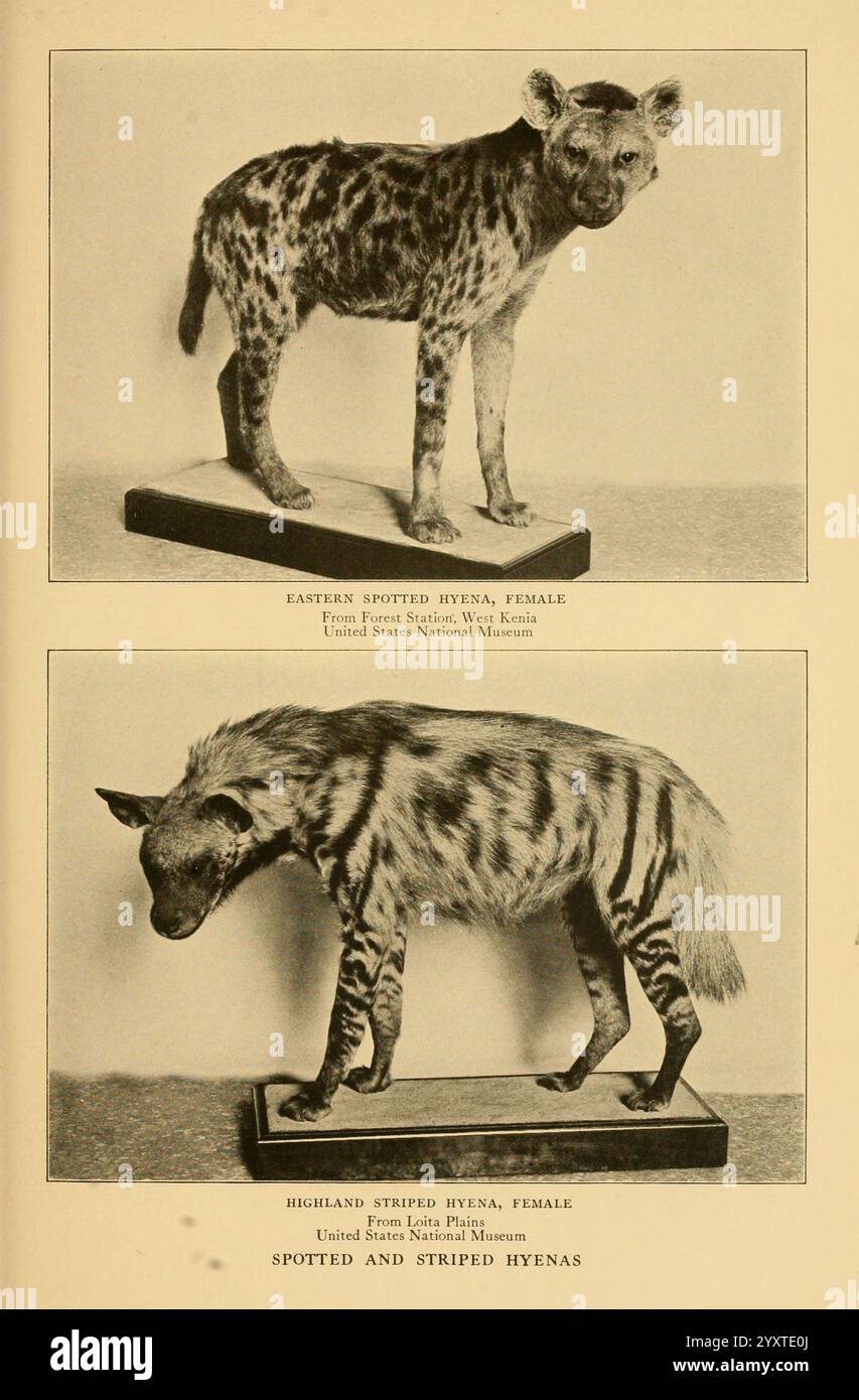 Life-histories of African game animals New York, C. Scribner's Sons ...