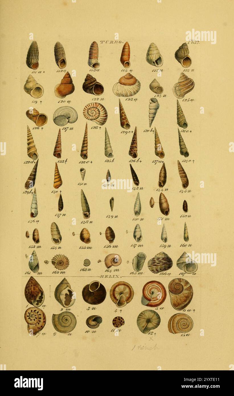 Arrangement highlights different sizes hi-res stock photography and ...