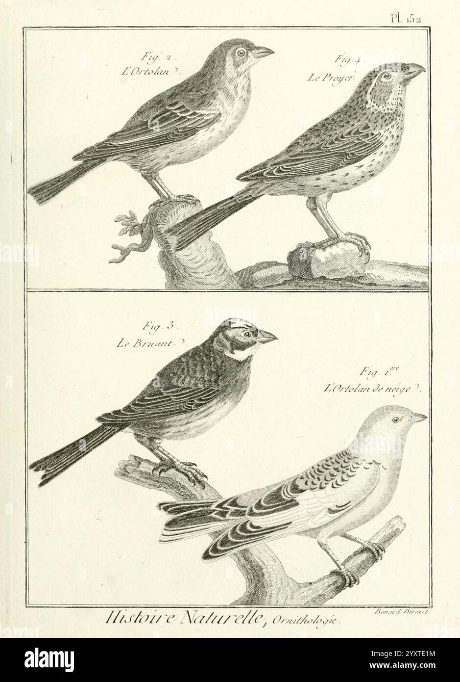 Two birds labeled hi-res stock photography and images - Alamy