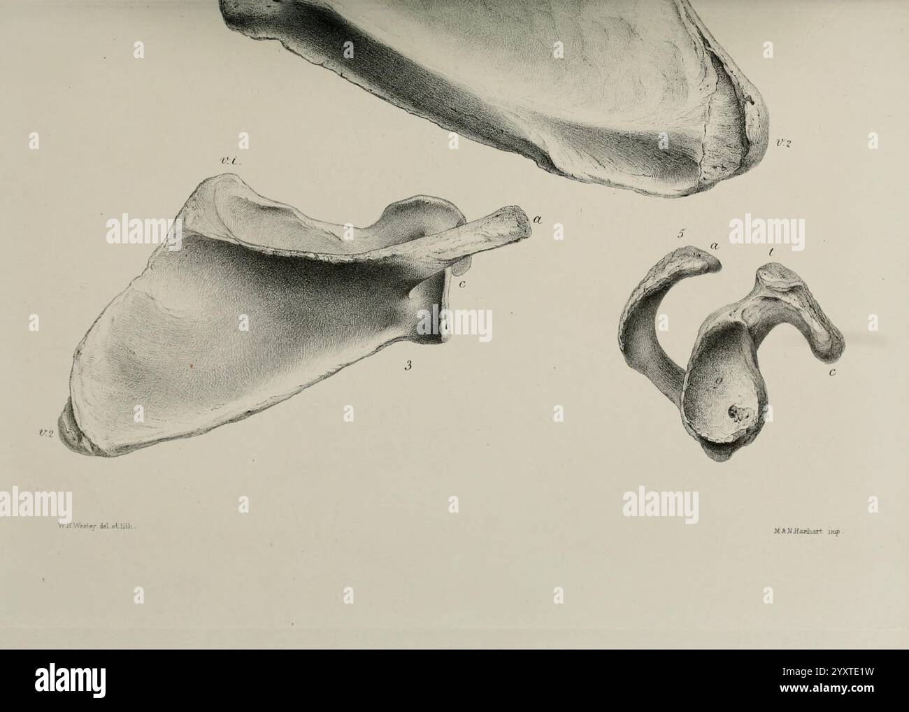 Understanding bone morphology hi-res stock photography and images - Alamy