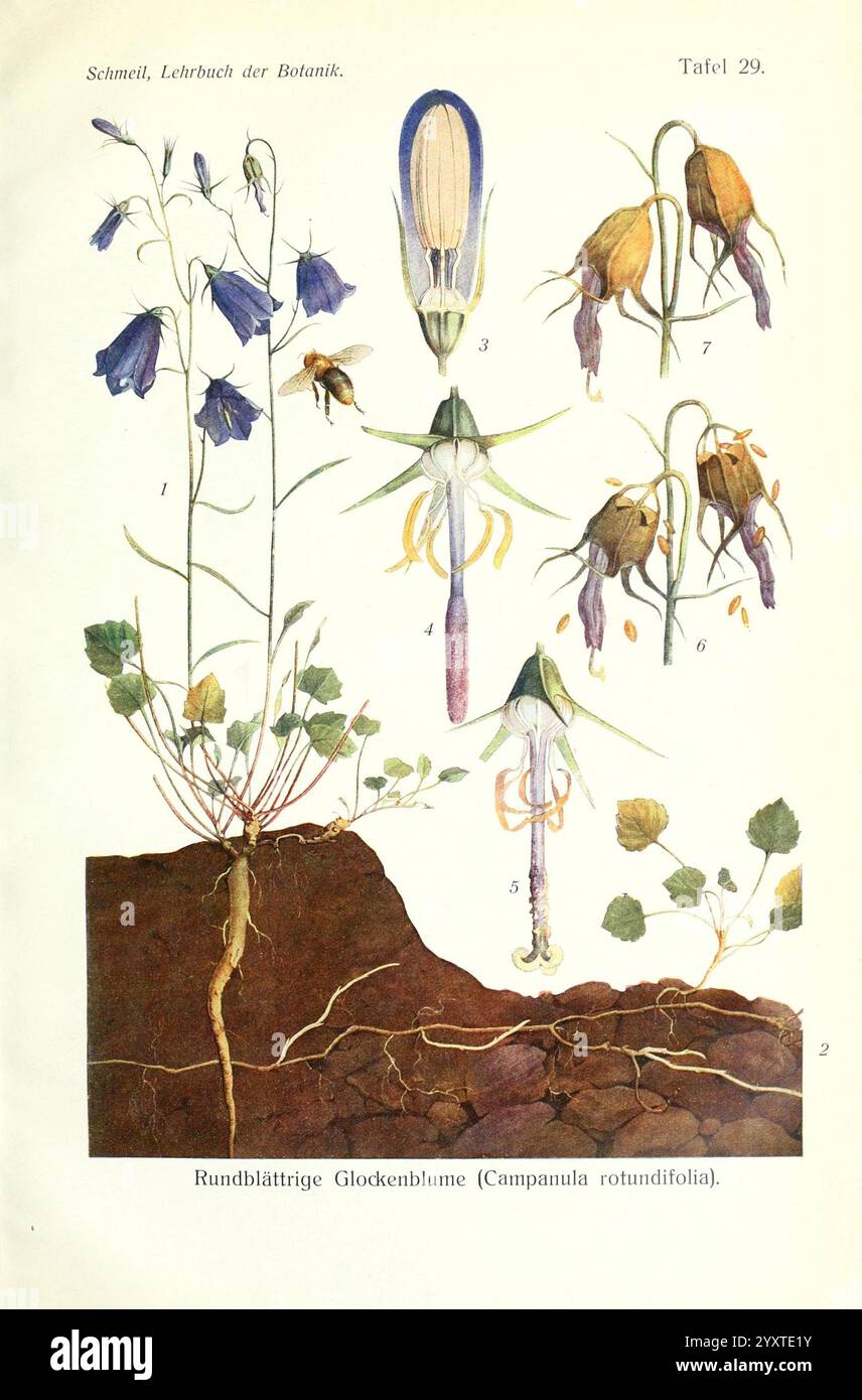 Phylum tracheophyta taxonomy hi-res stock photography and images - Alamy