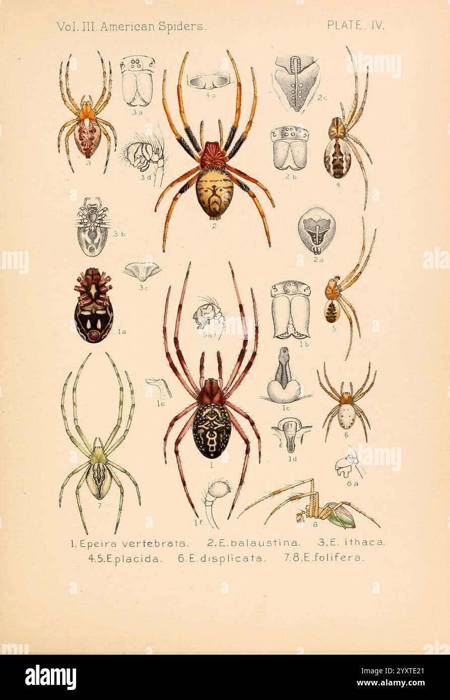 Understanding arachnology hi-res stock photography and images - Alamy