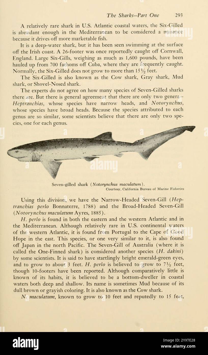 Shadows in the Sea, Philadelphia, Chilton Books, 1963, Shark, Woods ...