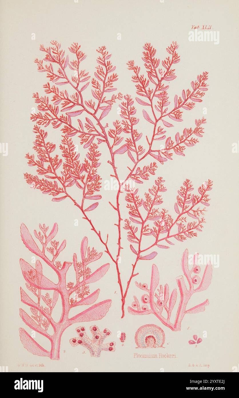 Nereis australis, Algae of the southern ocean, London, Reeve Brothers ...