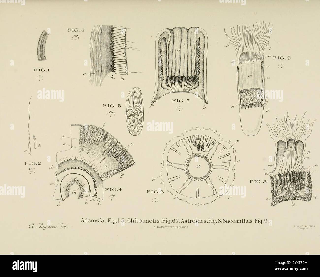 Crucial marine organisms morphology hi-res stock photography and images ...