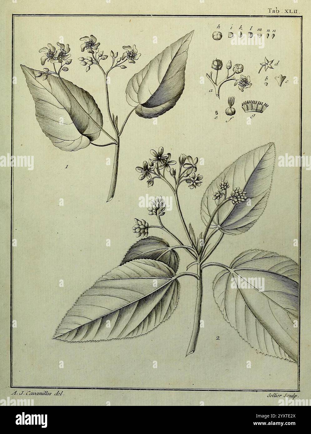 Monadelphiae, classis, dissertationes, decem, Parisiis, Apud F.A. Didot ...