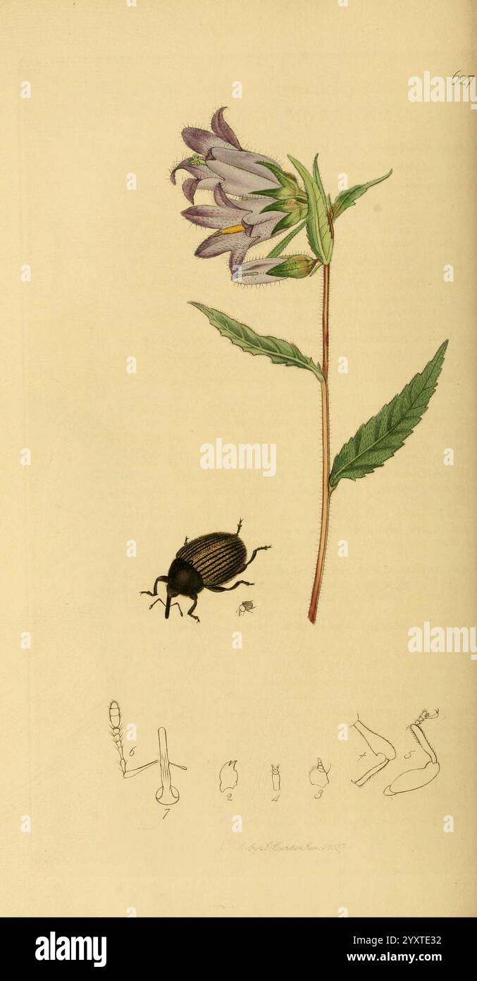 Gymnaetron graminis hi-res stock photography and images - Alamy