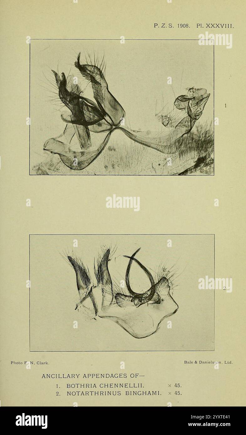 Appendages labeled hi-res stock photography and images - Alamy