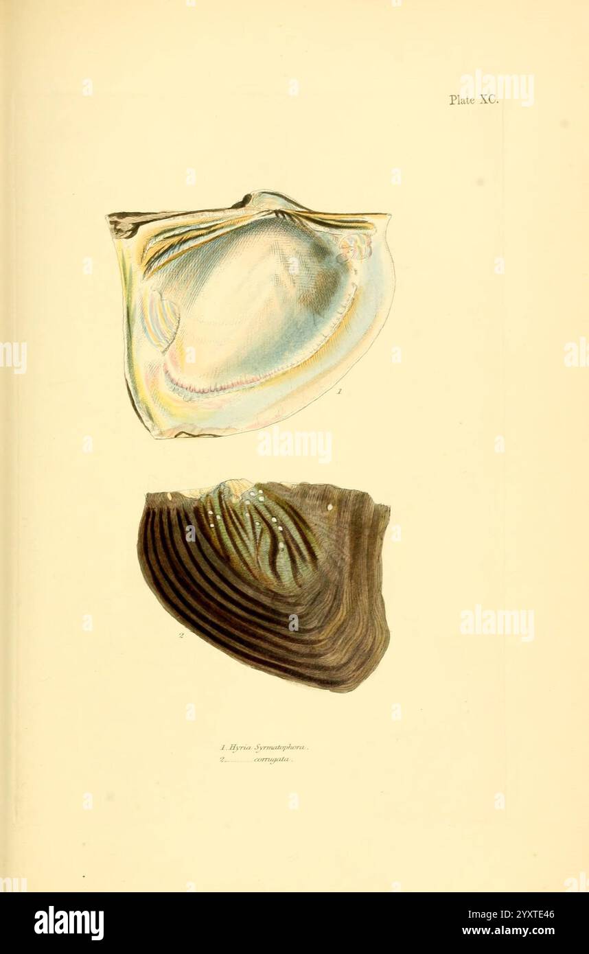 Conchologia systematica, or Complete system of conchology, London ...