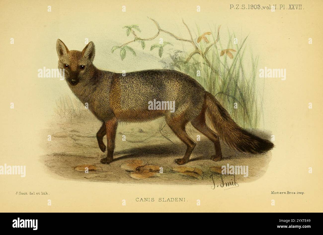London london academic press periodicals zoology canis hi-res stock ...