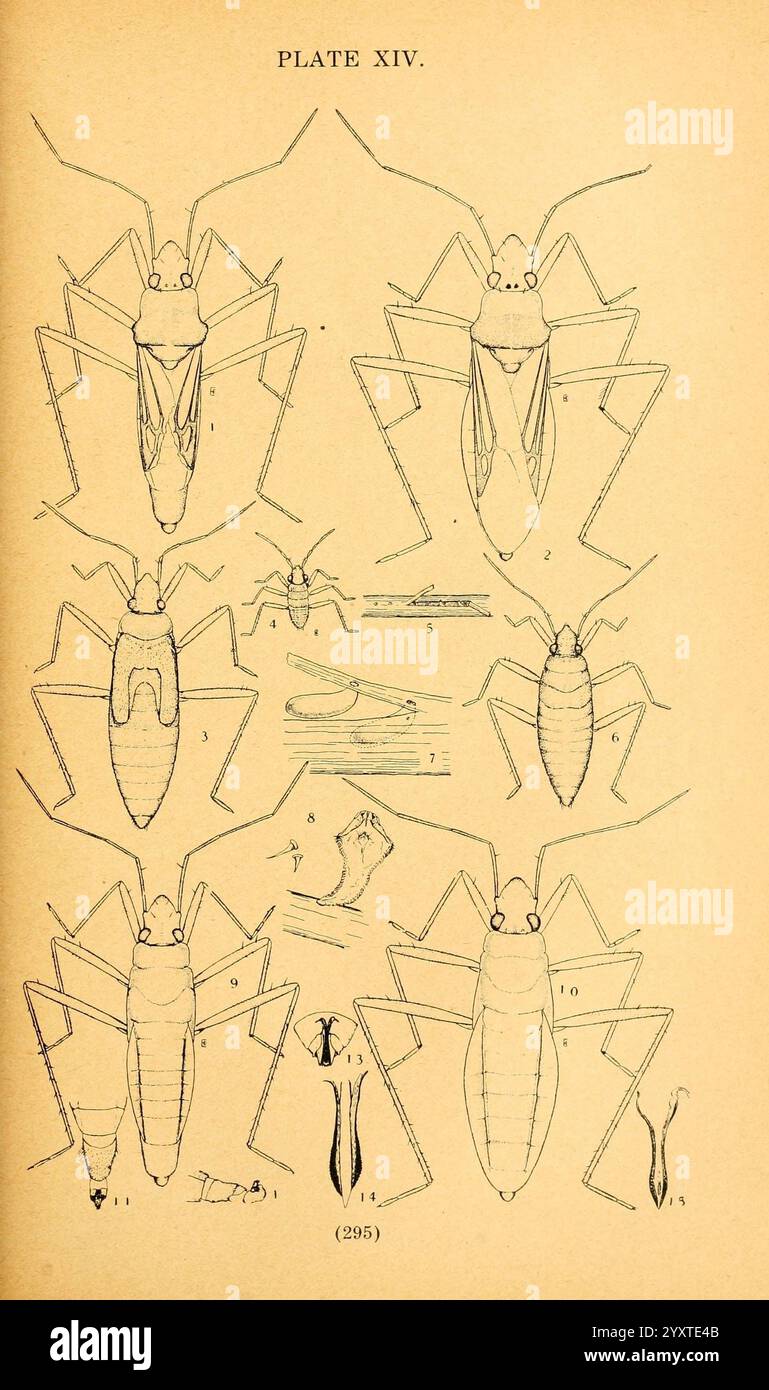 The Biology and Ecology of Aquatic and Semi-Aquatic Hemiptera Lawrence ...