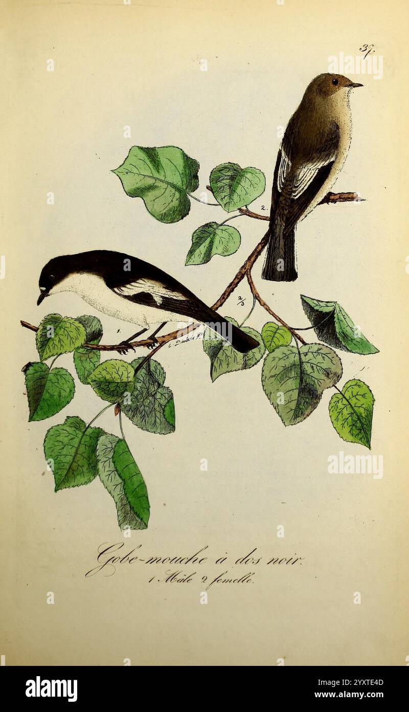 Belgium birds charles frederick dubois muscicapa hi-res stock ...