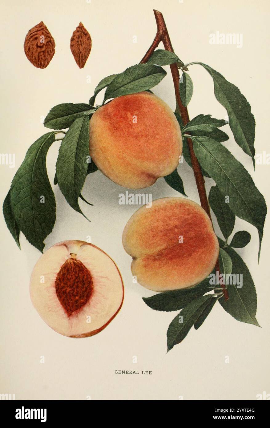 Peaches depicted hi-res stock photography and images - Alamy