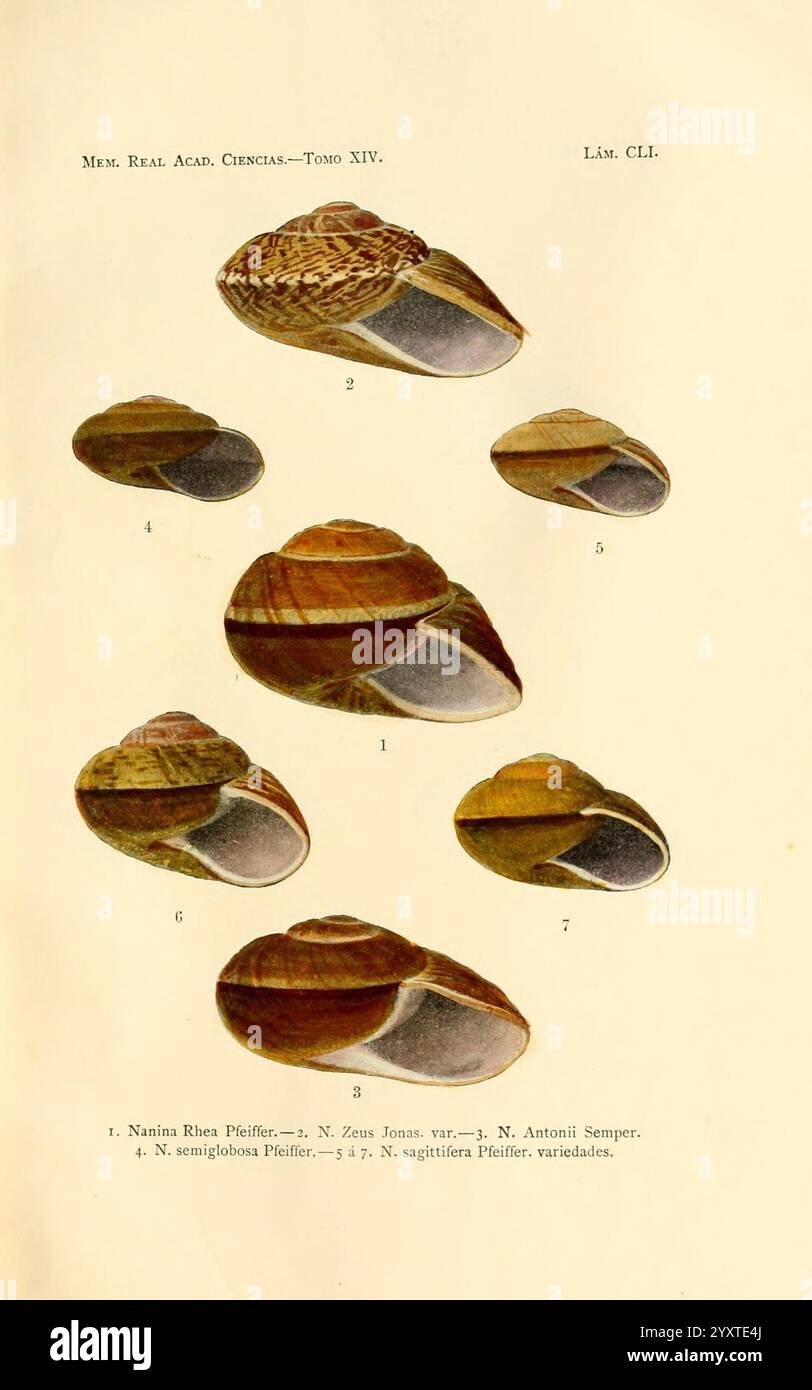 Memorias de la Real Academia de Ciencias Exactas, Fisicas y Naturales ...