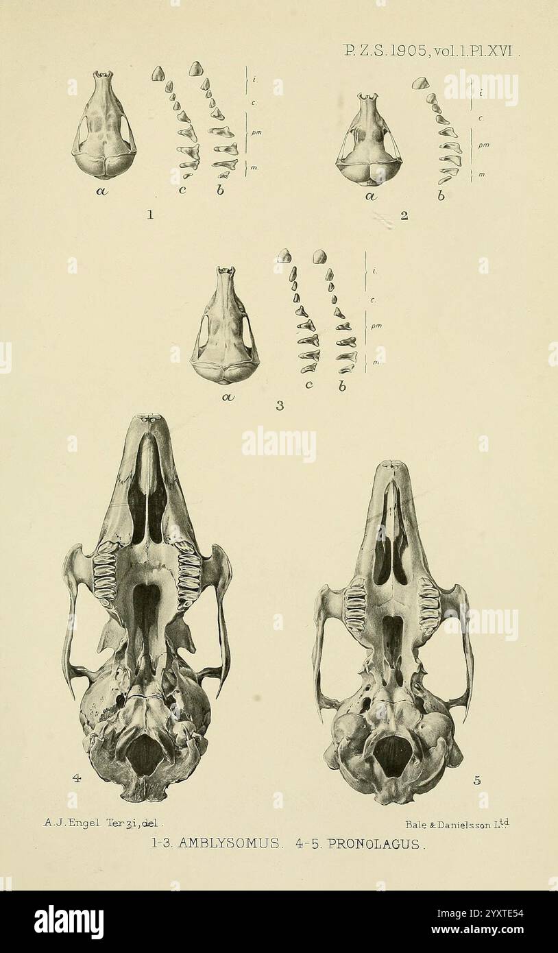 Labeled anatomical elements hi-res stock photography and images - Alamy