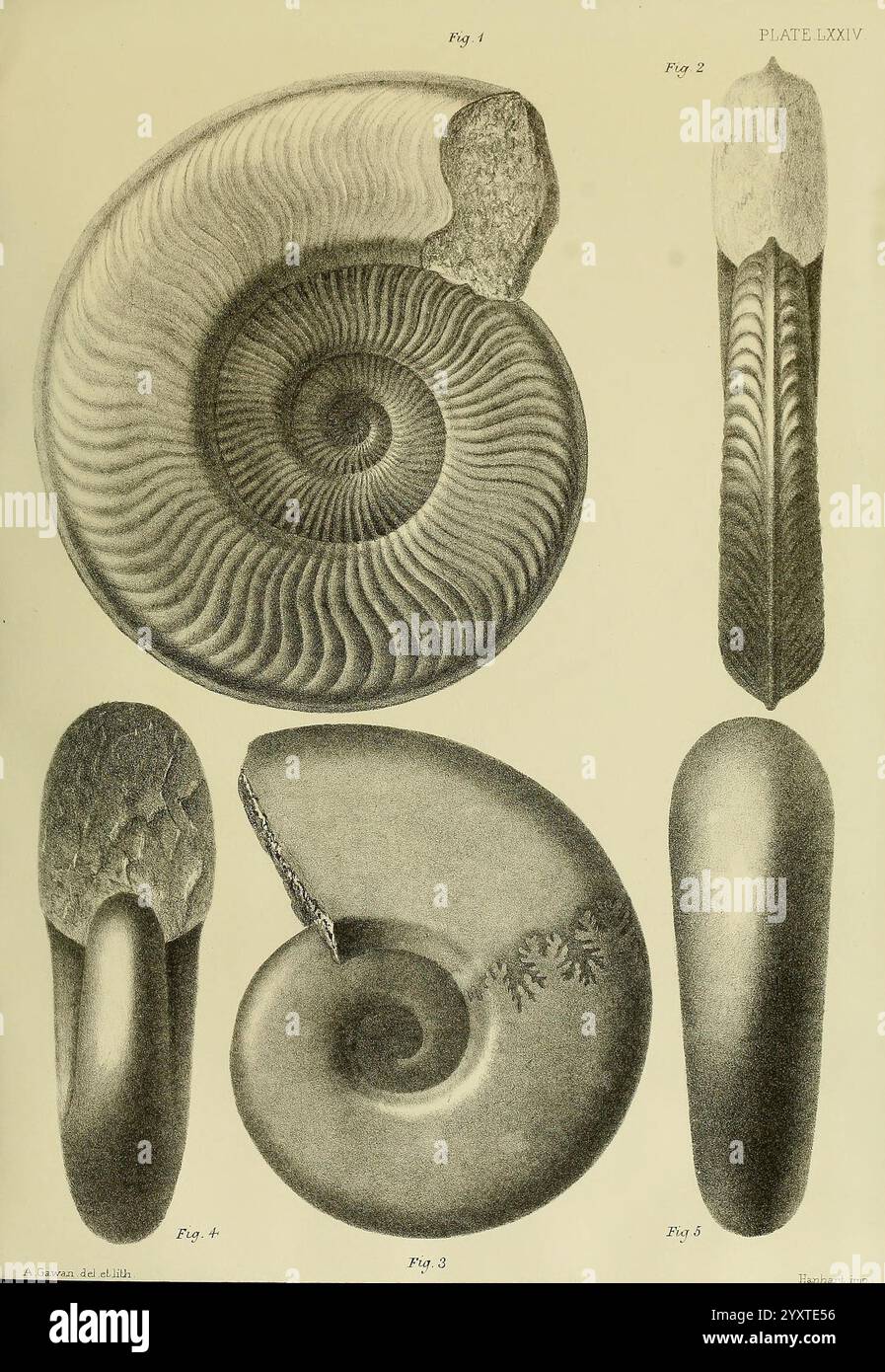Monograph on the Lias Ammonites of the British Islands London, Printed ...