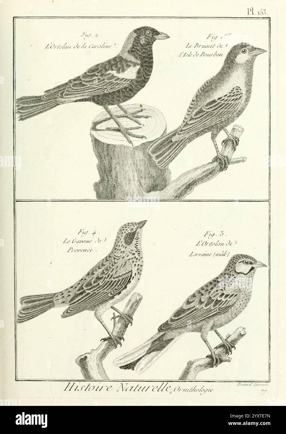 Detailed illustration of four distinct bird species hi-res stock ...