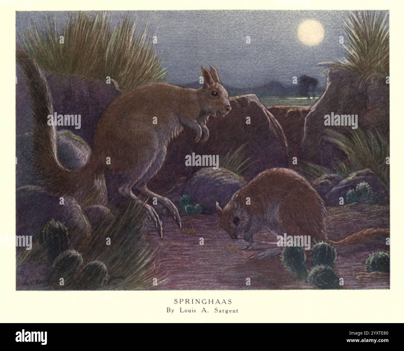 Animal behavior pedetes capensis hi-res stock photography and images ...