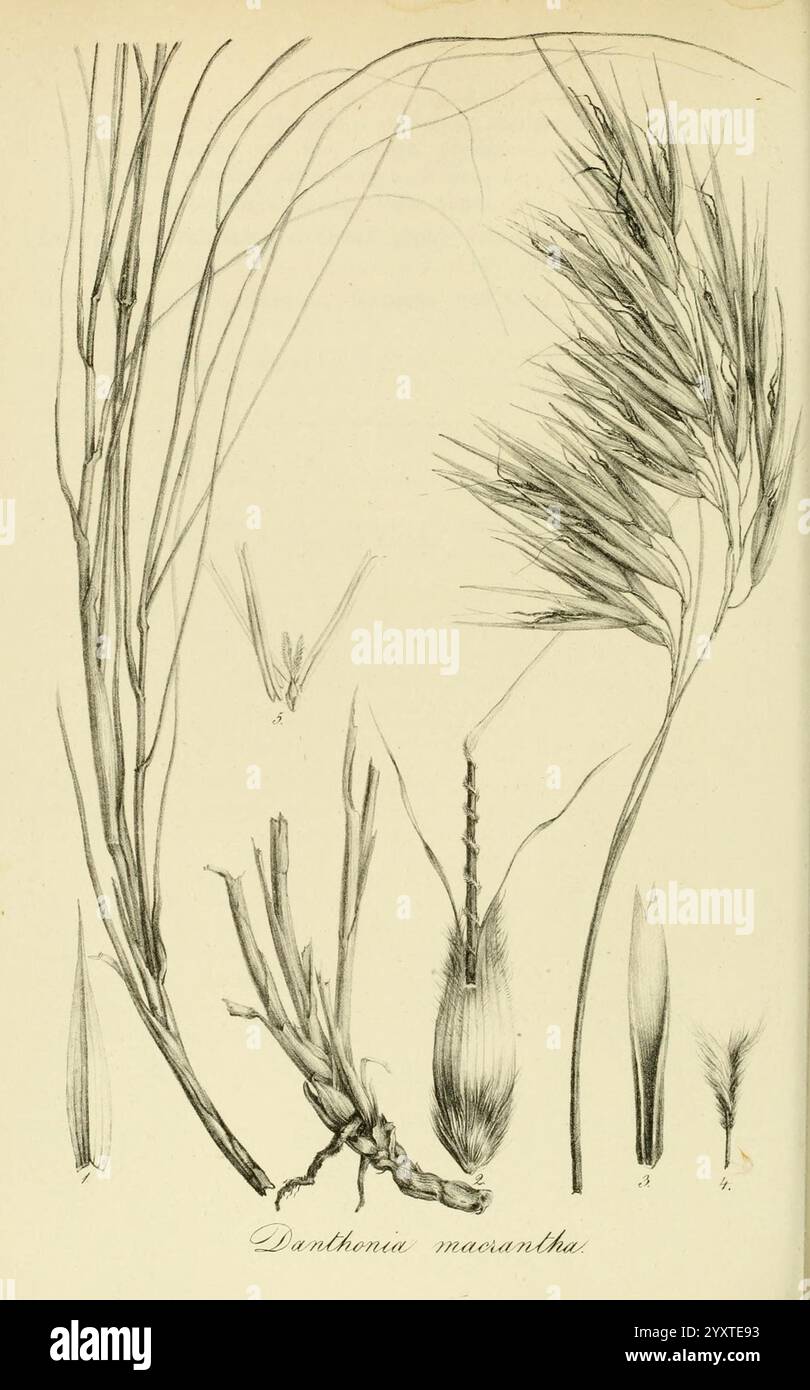 Species Graminum, Petropoli, Impensis Academiae Imperialis Scientiarum ...