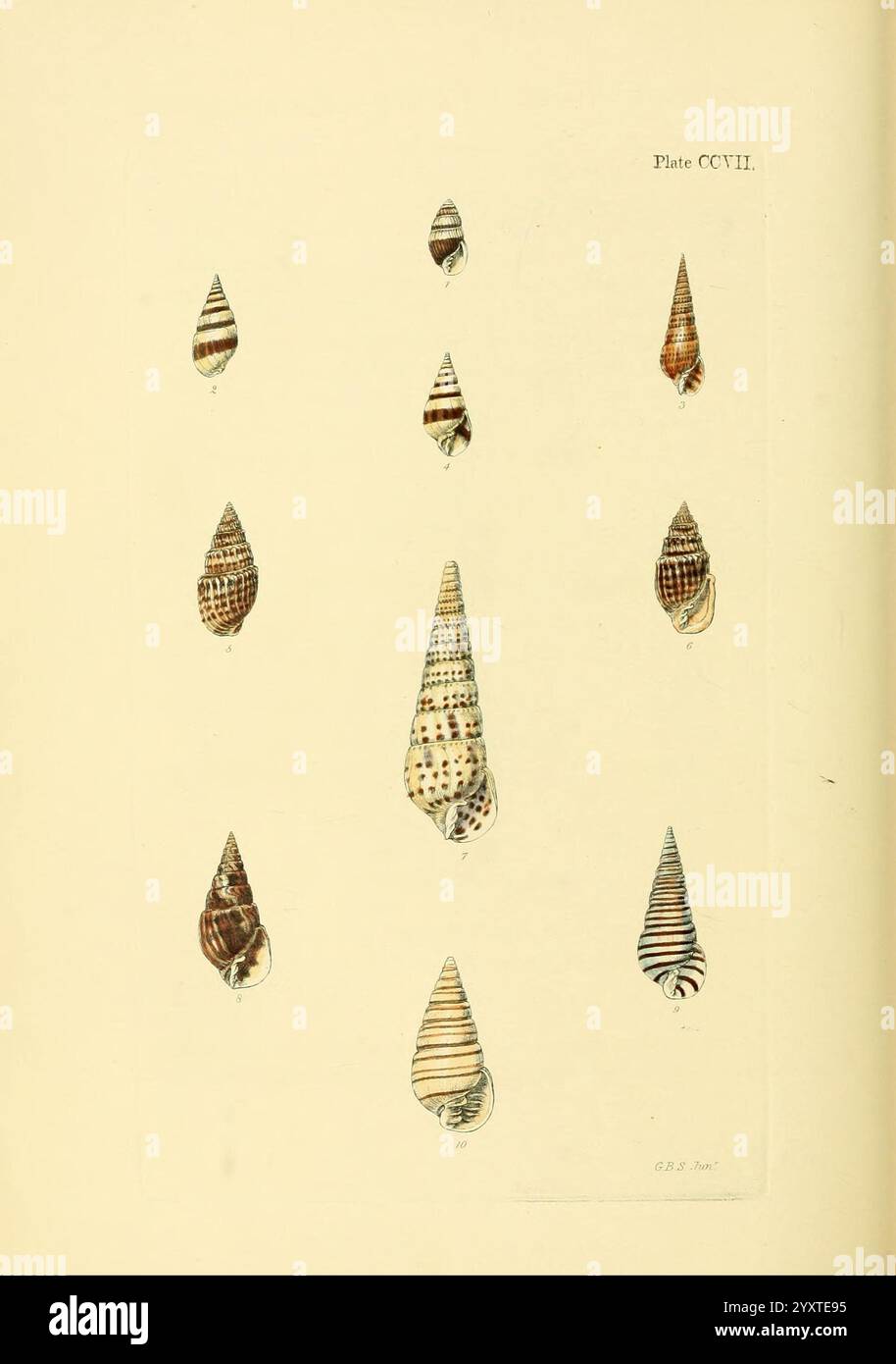 Shell exhibits unique coloration hi-res stock photography and images ...