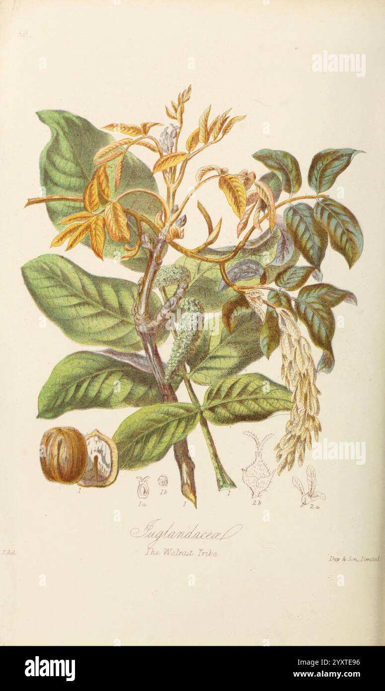 Science elizabeth twining flowers elizabeth twining elizabeth tw hi-res ...