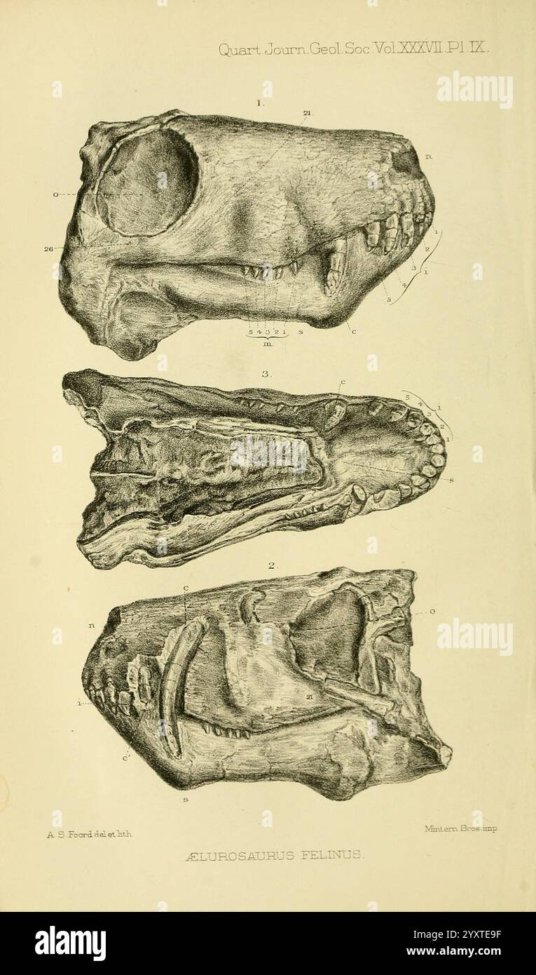 The Quarterly Journal of the Geological Society of London, v. 37 (1881 ...