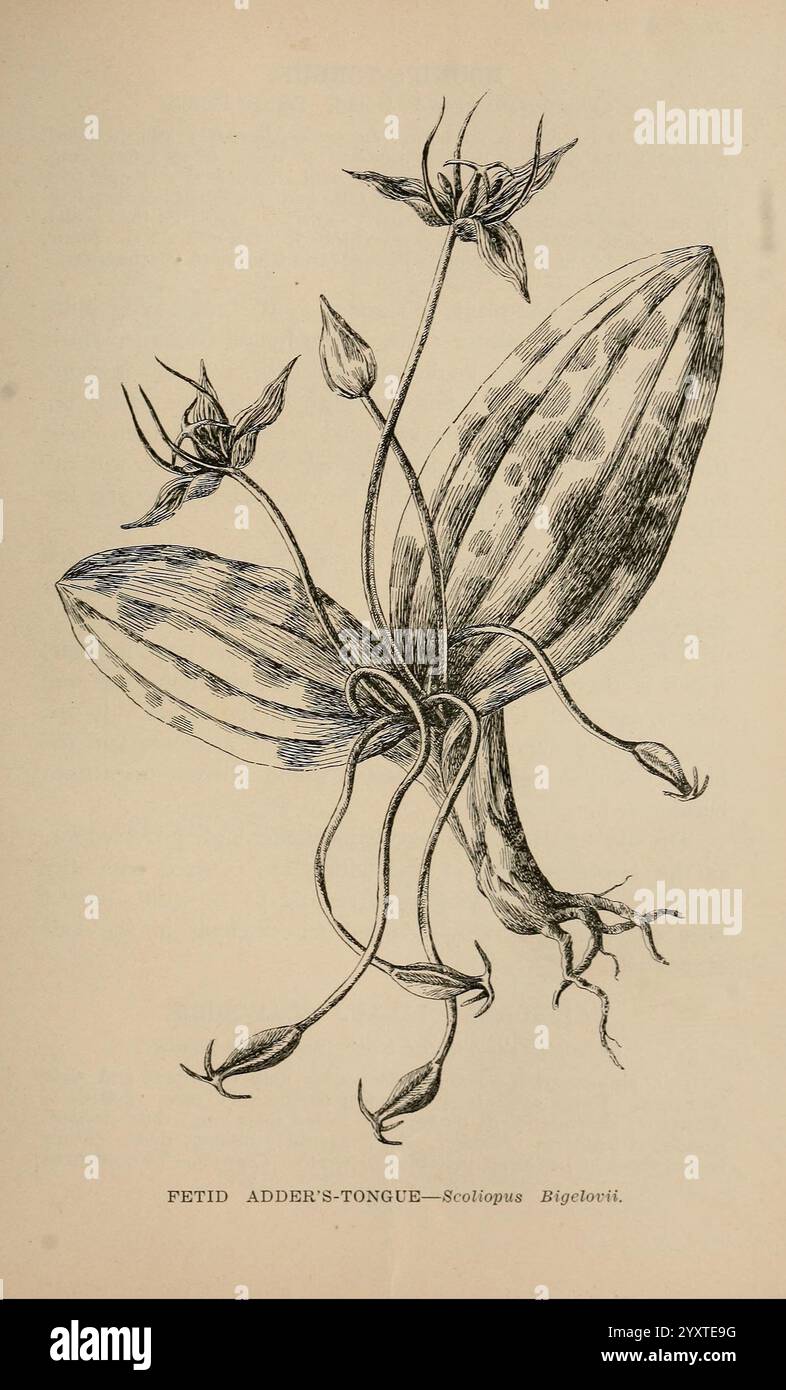 Lance shaped leaves characterized hi-res stock photography and images ...