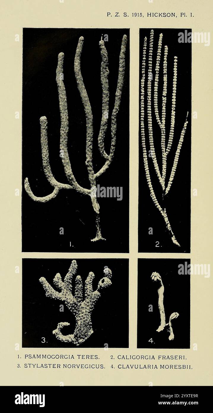 Exhibits slender hi-res stock photography and images - Alamy