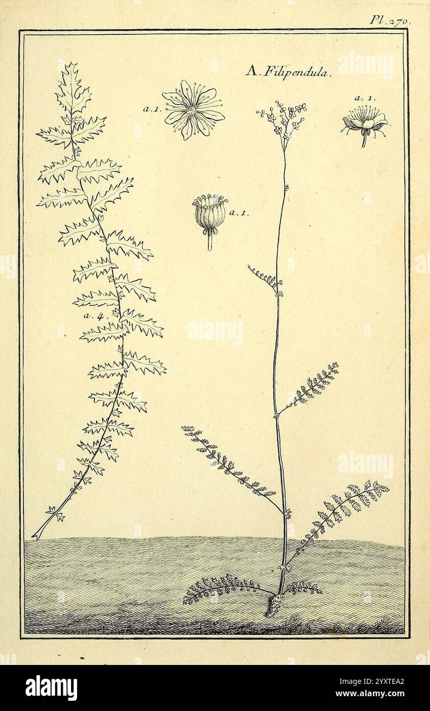 Two main vertical stems hi-res stock photography and images - Alamy