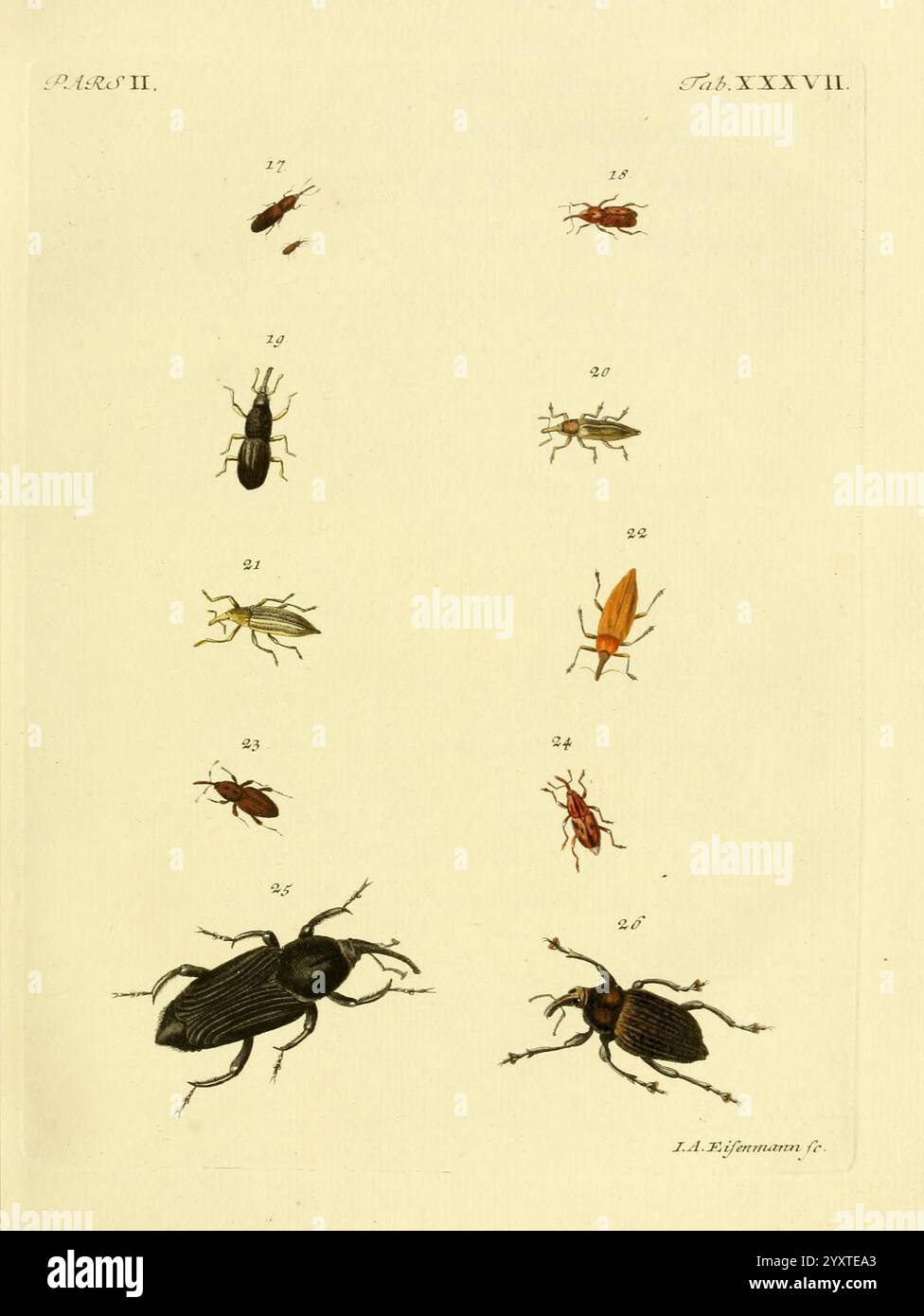 J.E. Voet M Doct Catalogus systematicus coleopterorum À la Haye Chez G ...