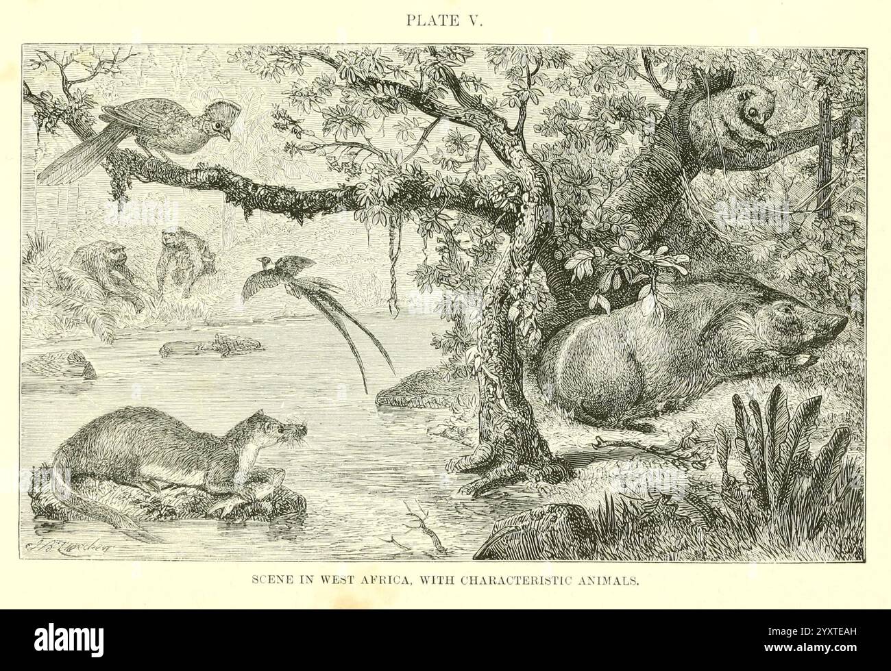 The, geographical, distribution, of, animals, 1876, paleontology ...