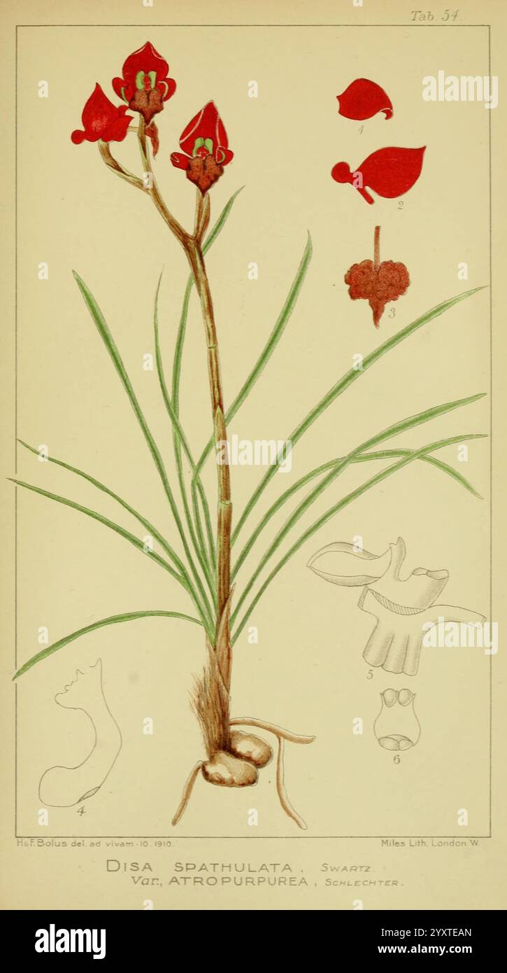 Atrofurfuracea hi-res stock photography and images - Alamy