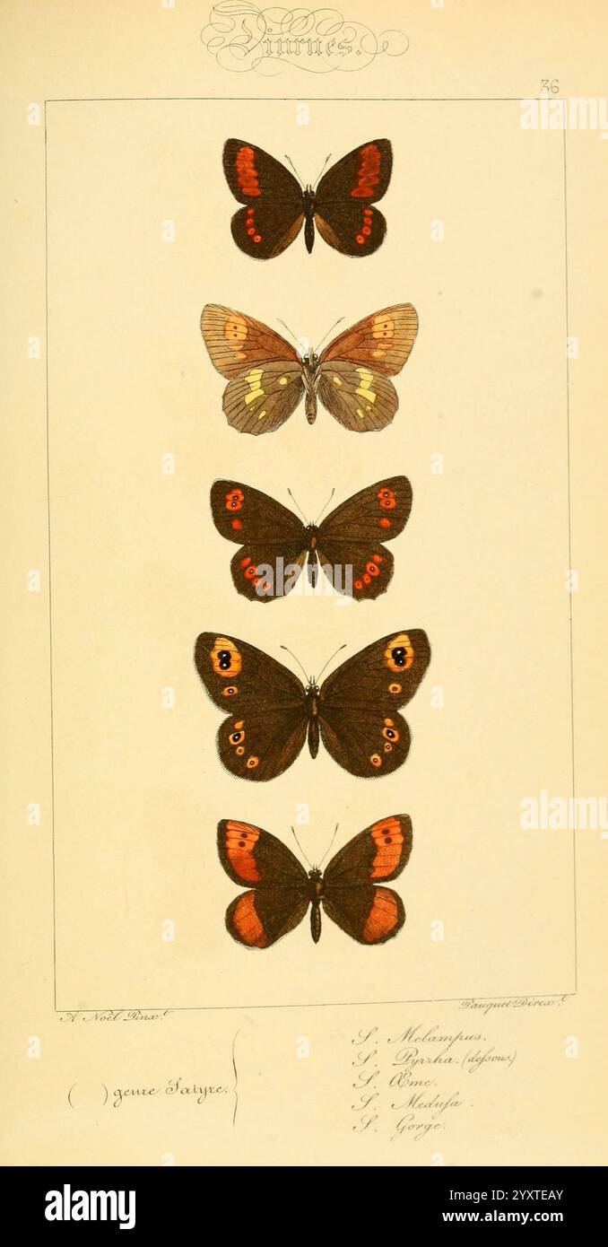 1845 butterflies classification europe lepidoptera pictorial hi-res ...