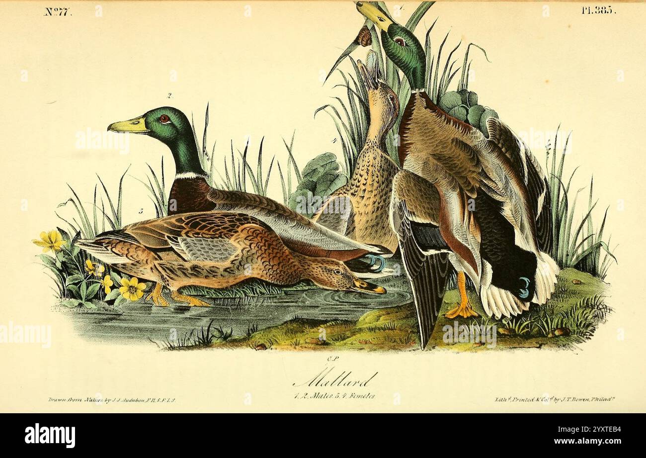 The birds of America, New York, J.B. Chevalier, 1840-1844, birds, North ...