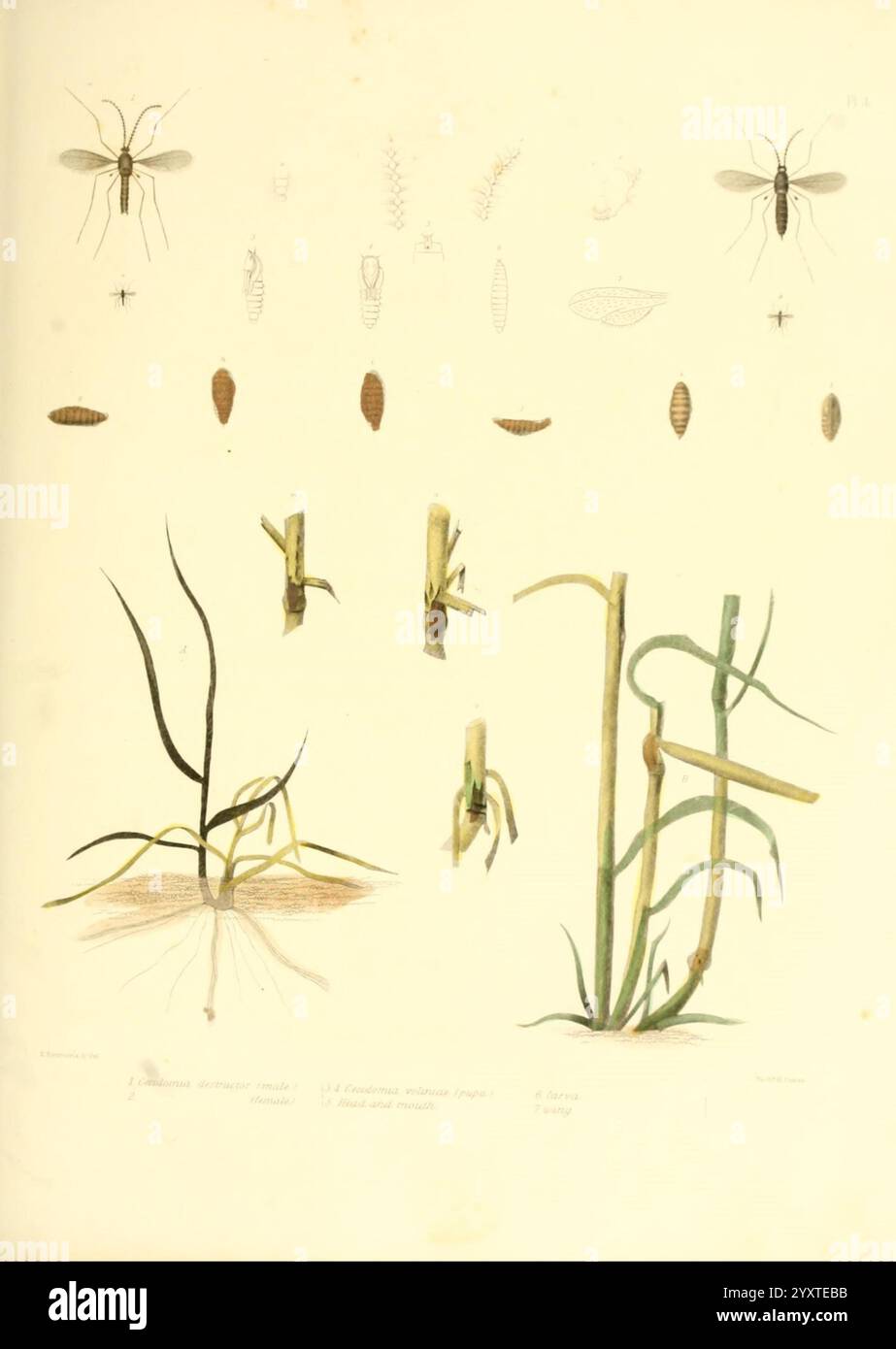 Natural History New York Albany 1842-1894 Agriculture Botany Geology ...